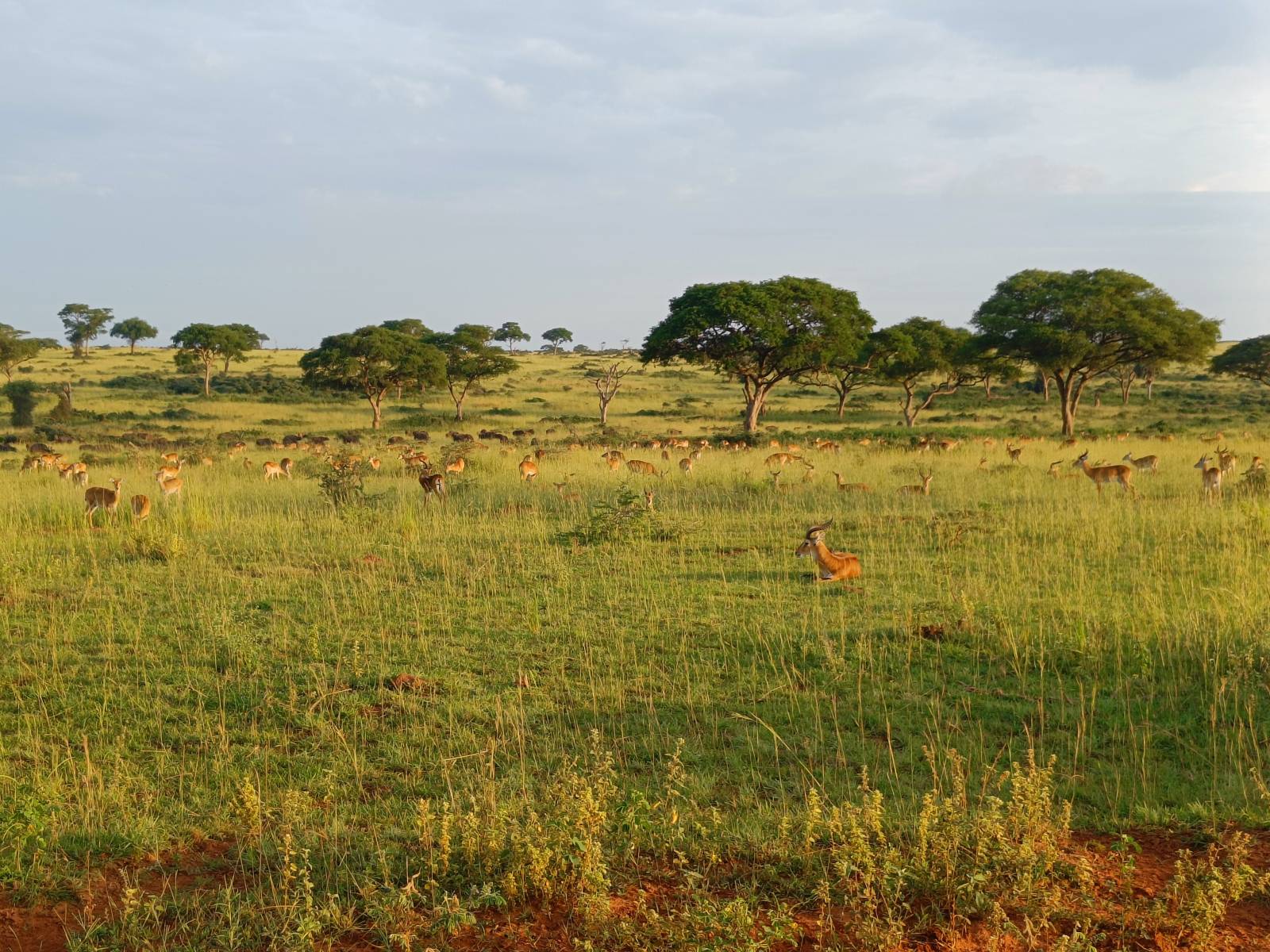 Uganda Wallpapers - Top Free Uganda Backgrounds - WallpaperAccess