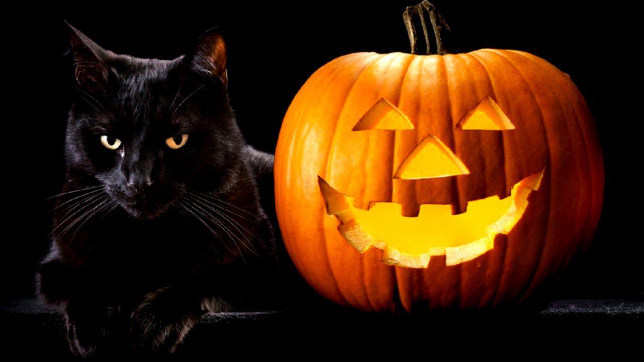 Happy Halloween Cat Wallpapers - Top Free Happy Halloween Cat ...