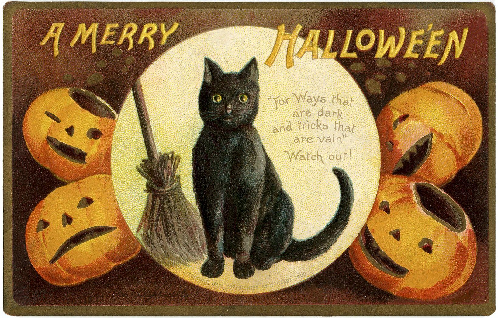 Happy Halloween Cat Wallpapers - Top Free Happy Halloween Cat ...