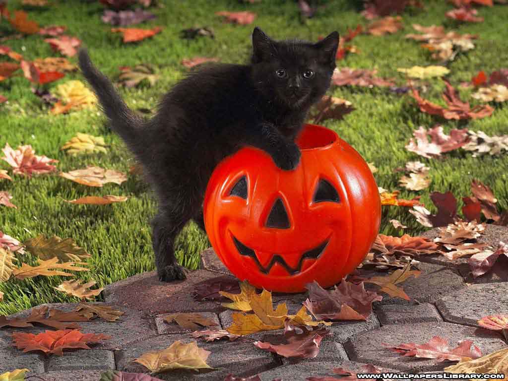 Happy Halloween Cat Wallpapers - Top Free Happy Halloween Cat ...