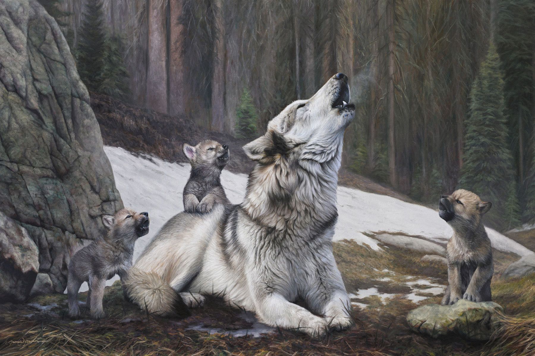 Wolf Family Wallpapers - Top Free Wolf Family Backgrounds - WallpaperAccess