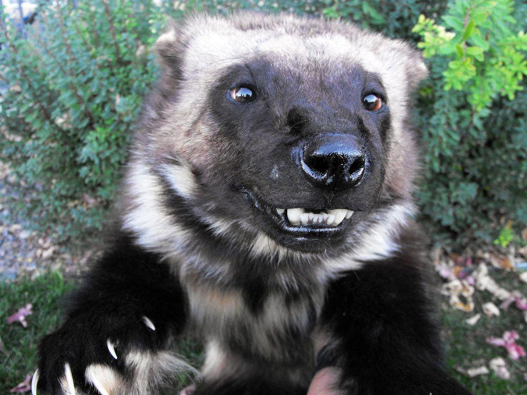 Wolverine Animal Wallpapers - Top Free Wolverine Animal Backgrounds ...