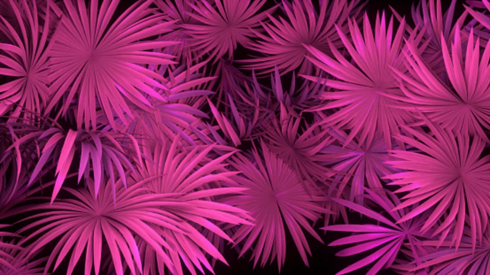 Dark Pink 4k Wallpapers - Top Free Dark Pink 4k Backgrounds ...