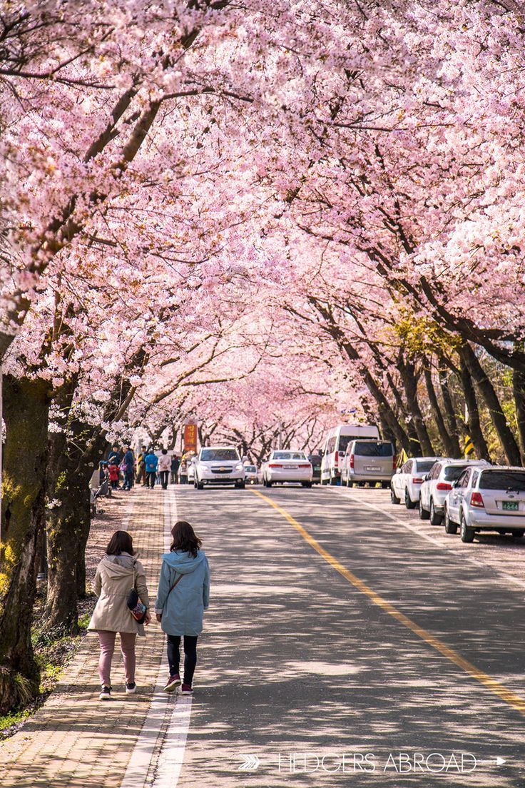 Seoul Spring Wallpapers - Top Free Seoul Spring Backgrounds ...