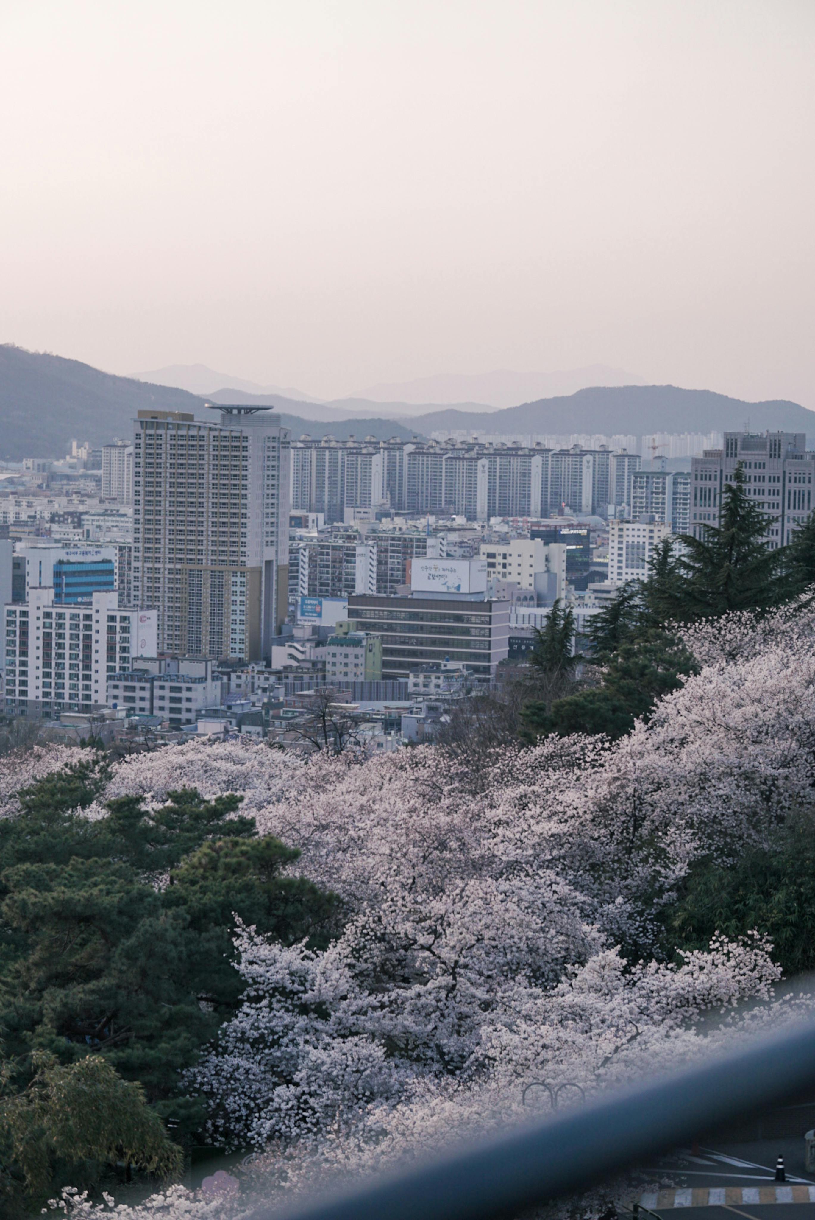 Seoul Spring Wallpapers - Top Free Seoul Spring Backgrounds ...