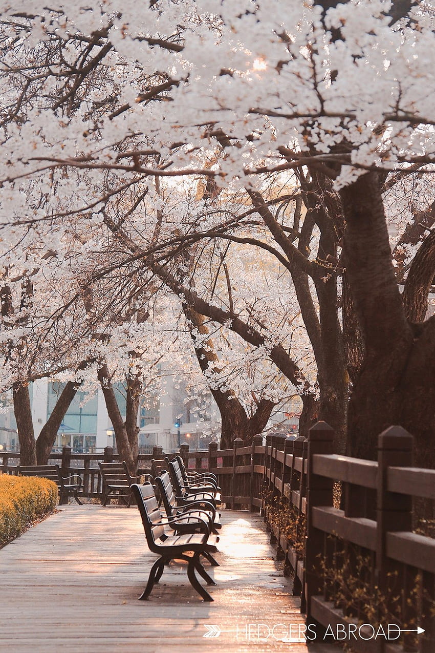 Seoul Spring Wallpapers - Top Free Seoul Spring Backgrounds ...