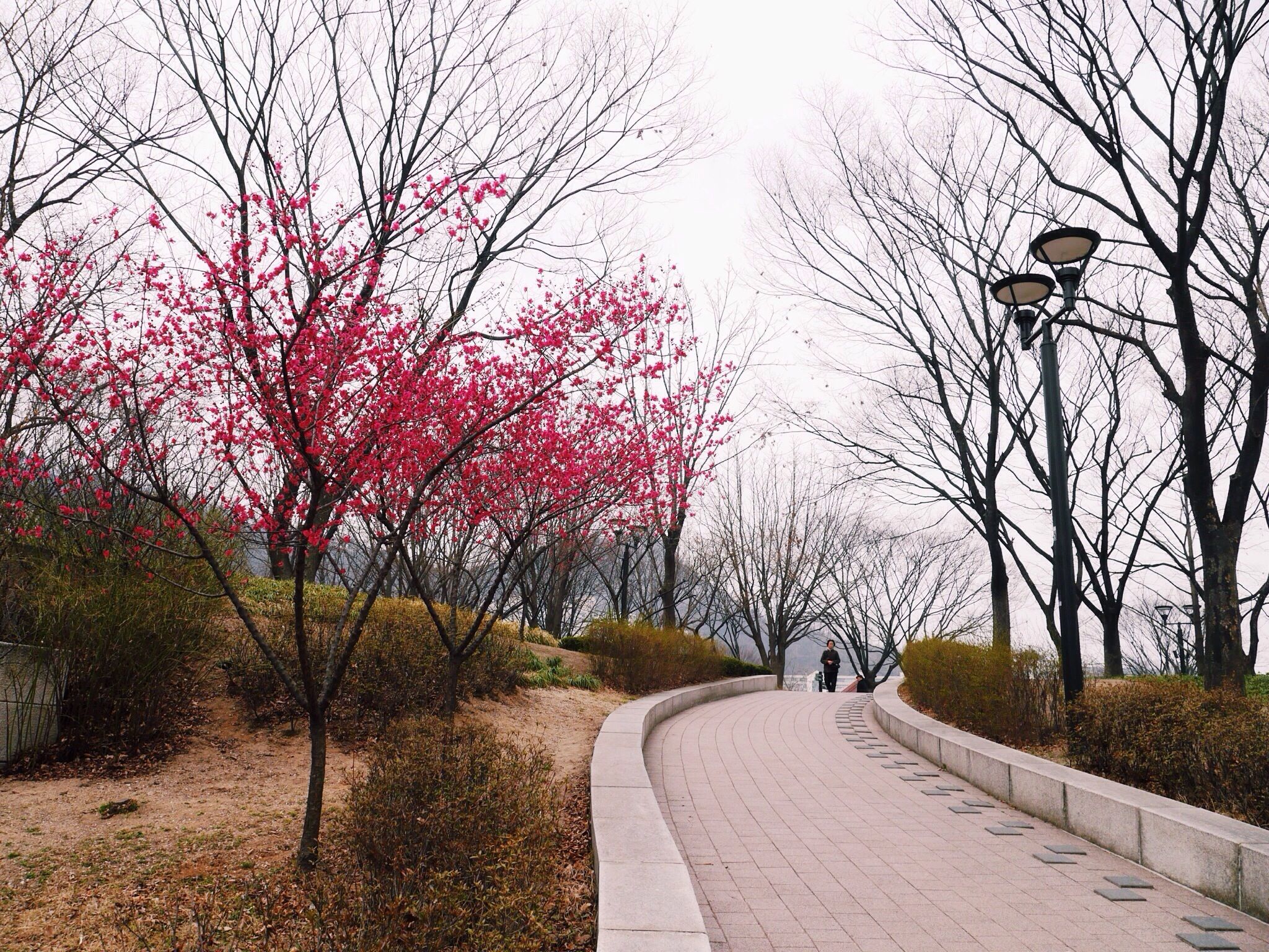 Seoul Spring Wallpapers - Top Free Seoul Spring Backgrounds ...
