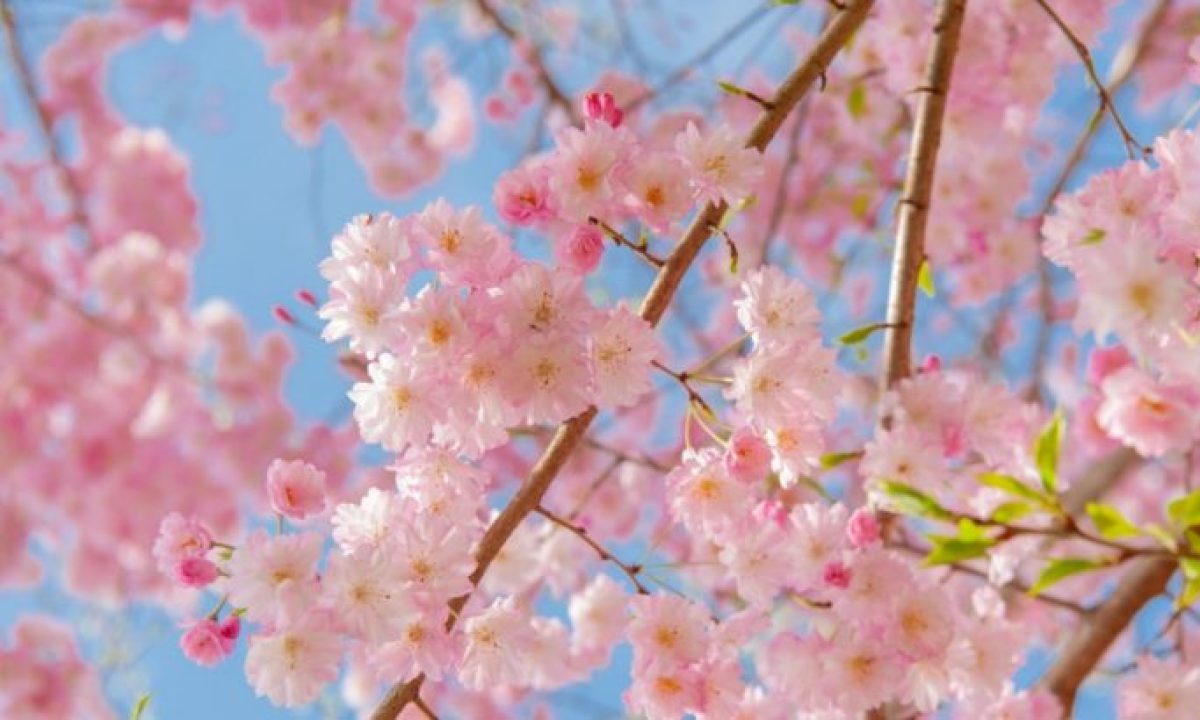 Seoul Spring Wallpapers - Top Free Seoul Spring Backgrounds ...