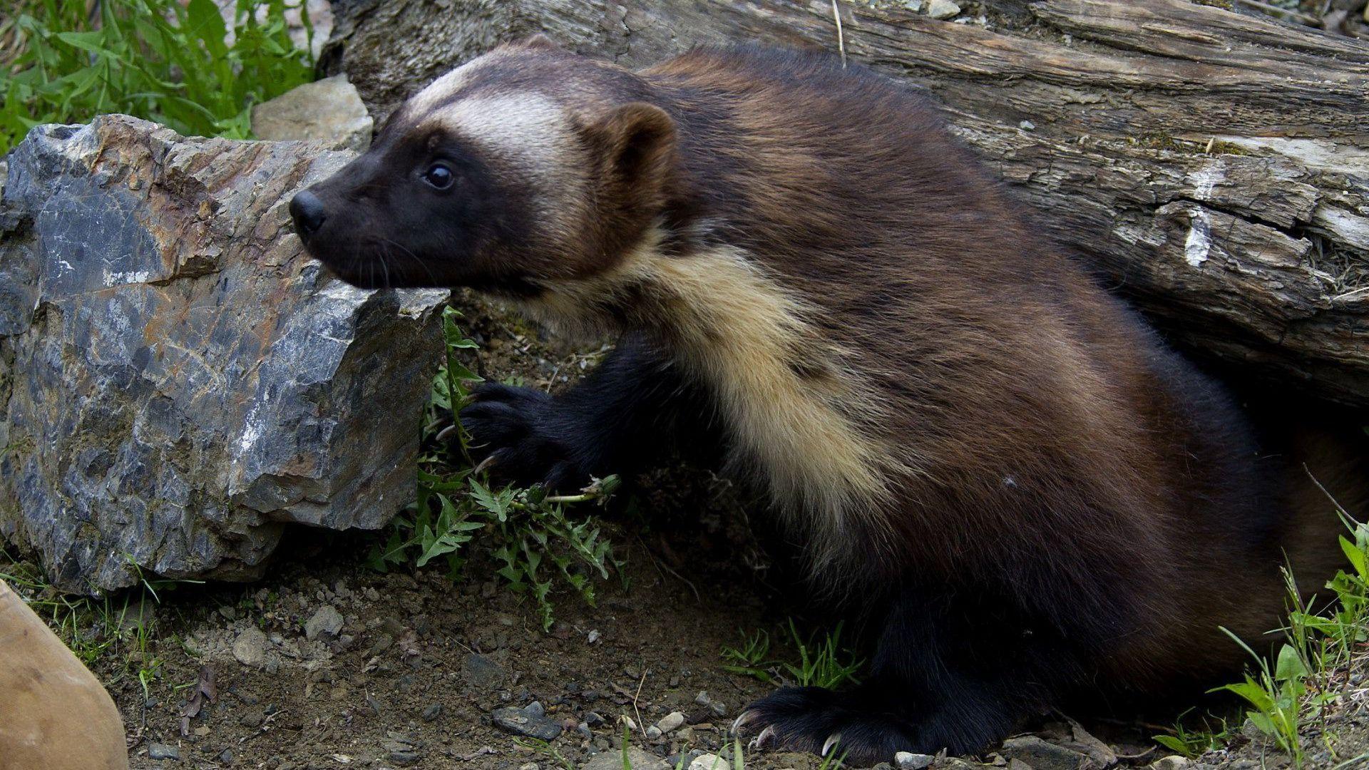 Wolverine Animal Wallpapers - Top Free Wolverine Animal Backgrounds ...