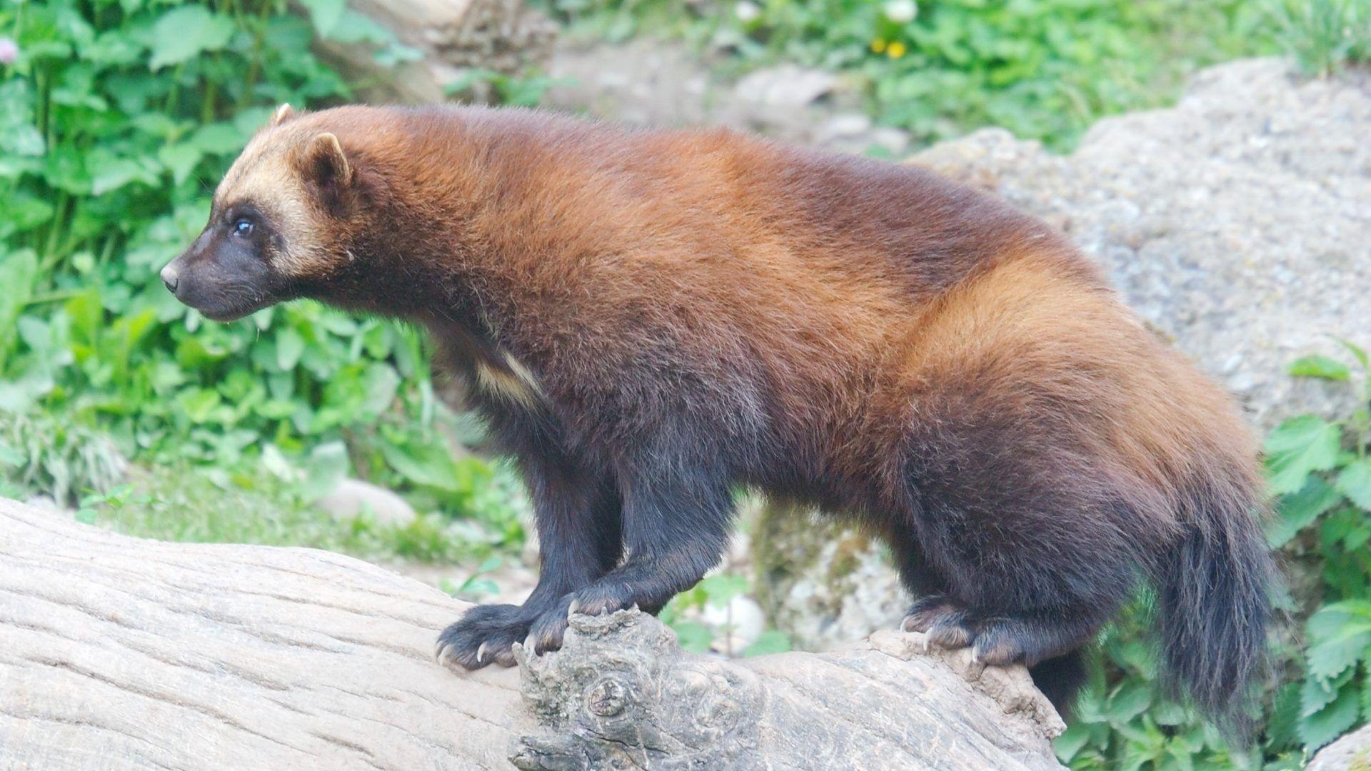 Wolverine Animal Wallpapers - Top Free Wolverine Animal Backgrounds ...