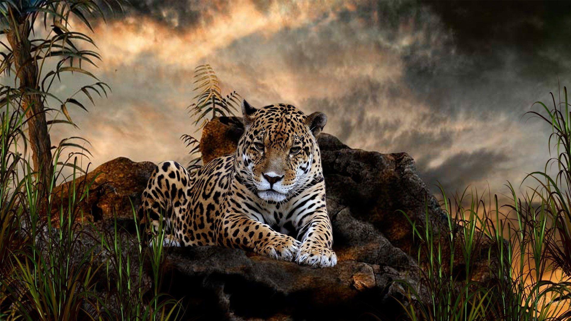 Wolverine Animal Wallpapers - Top Free Wolverine Animal Backgrounds ...