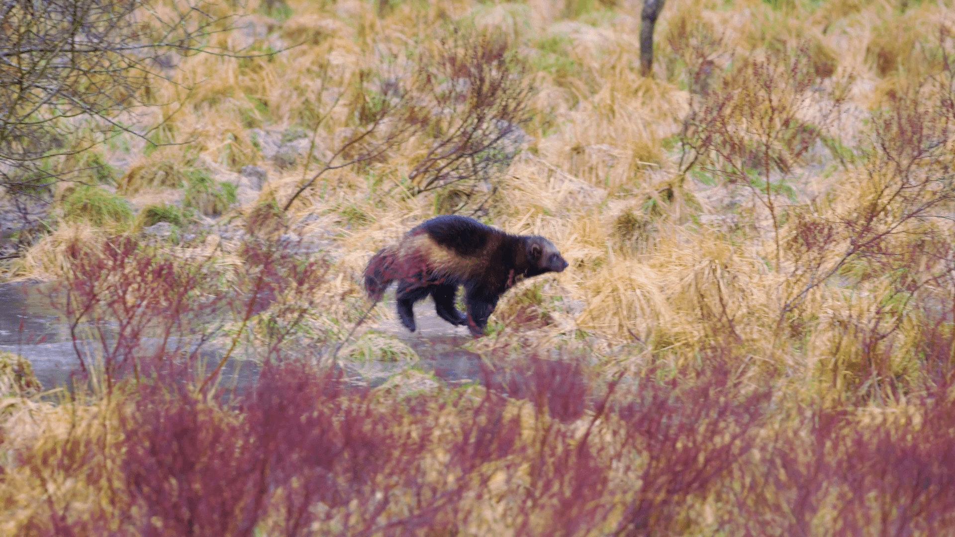 Wolverine Animal Wallpapers - Top Free Wolverine Animal Backgrounds ...