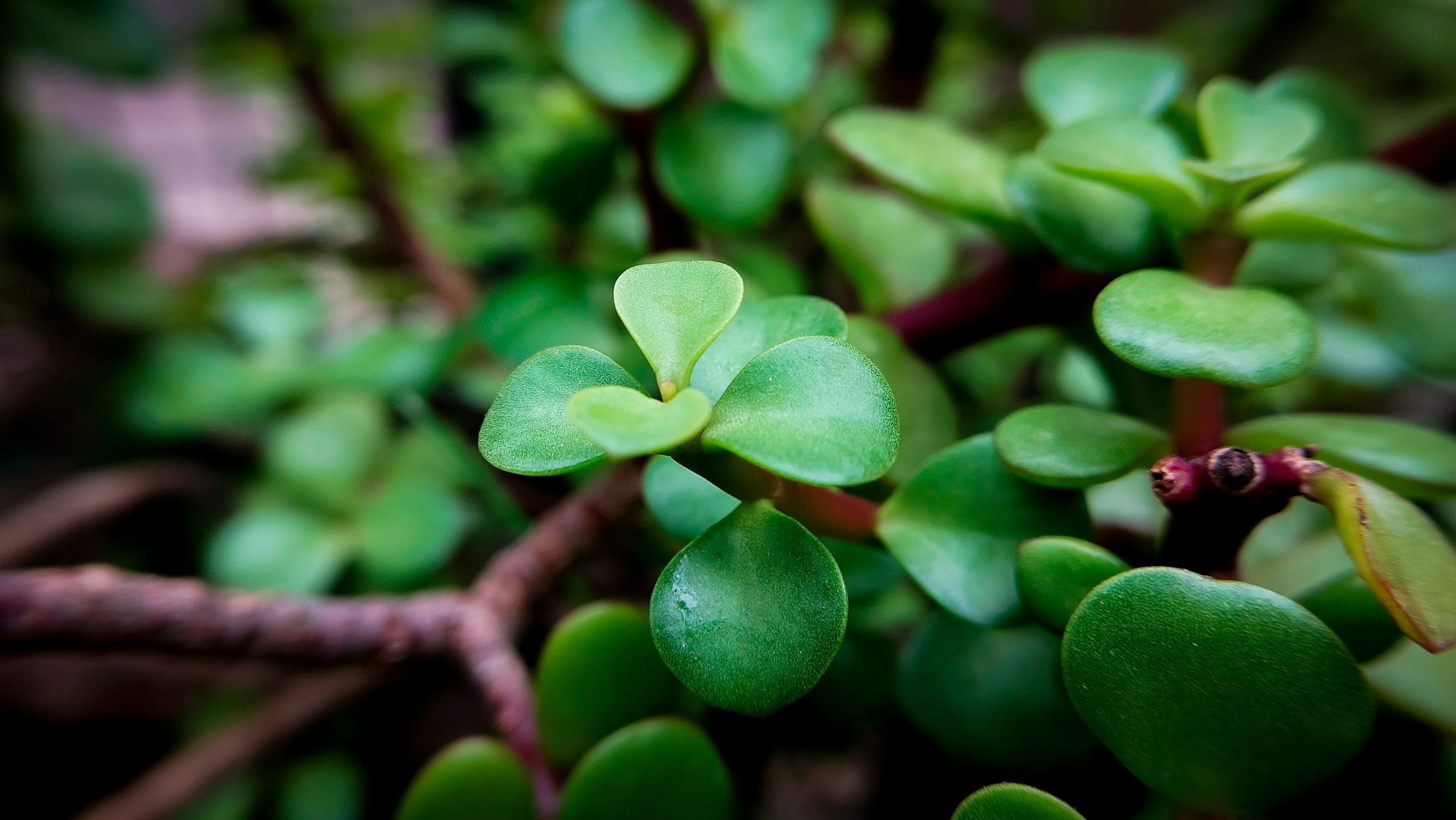 Jade Plant Wallpapers - Top Free Jade Plant Backgrounds - WallpaperAccess