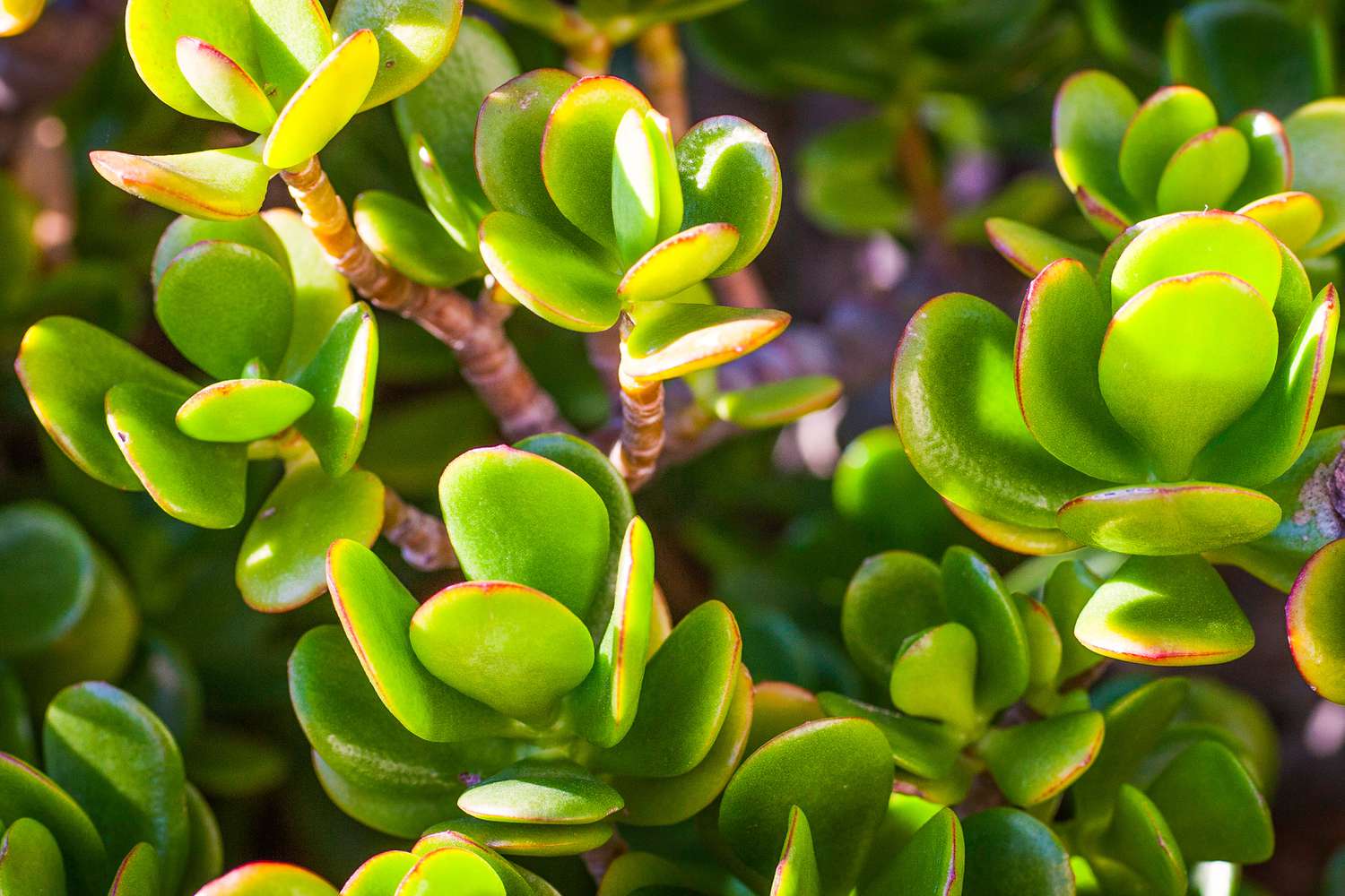 Jade Plant Wallpapers - Top Free Jade Plant Backgrounds - WallpaperAccess
