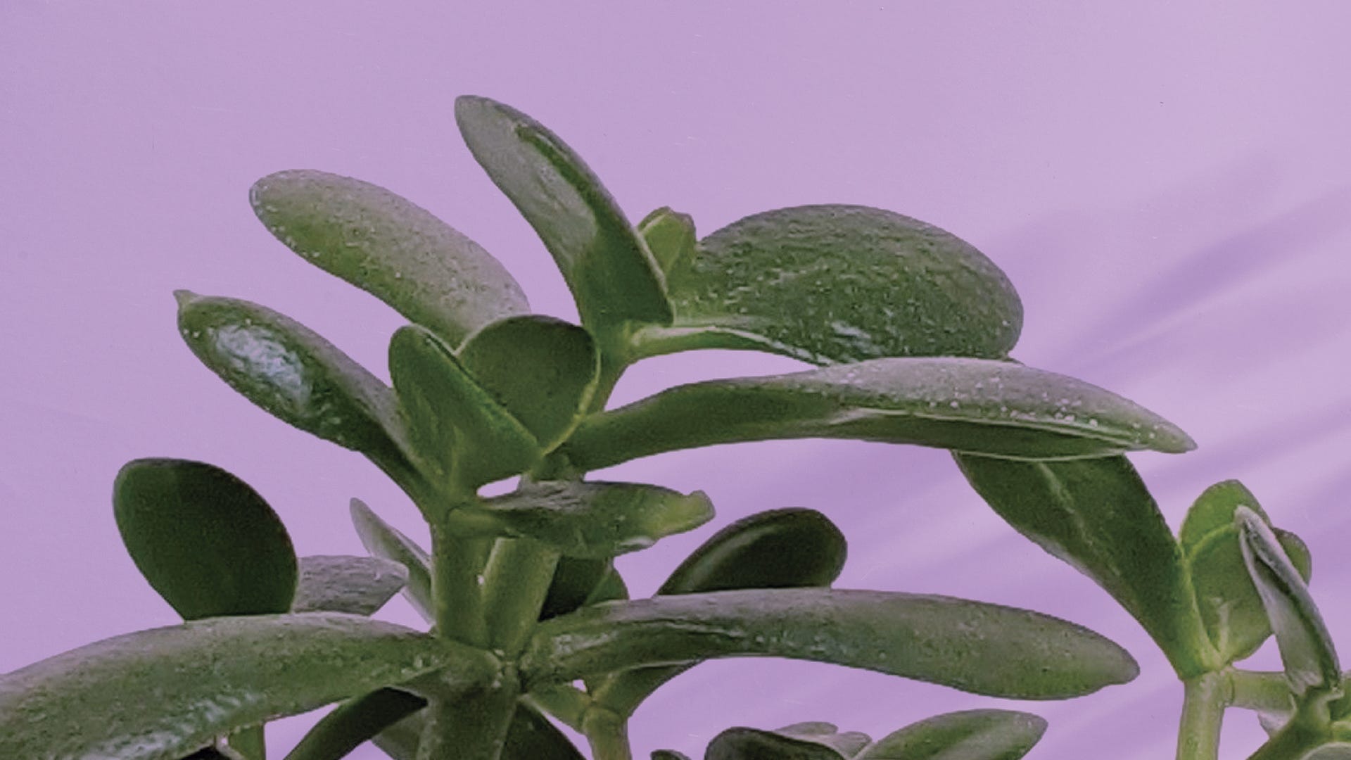 Jade Plant Wallpapers - Top Free Jade Plant Backgrounds - WallpaperAccess