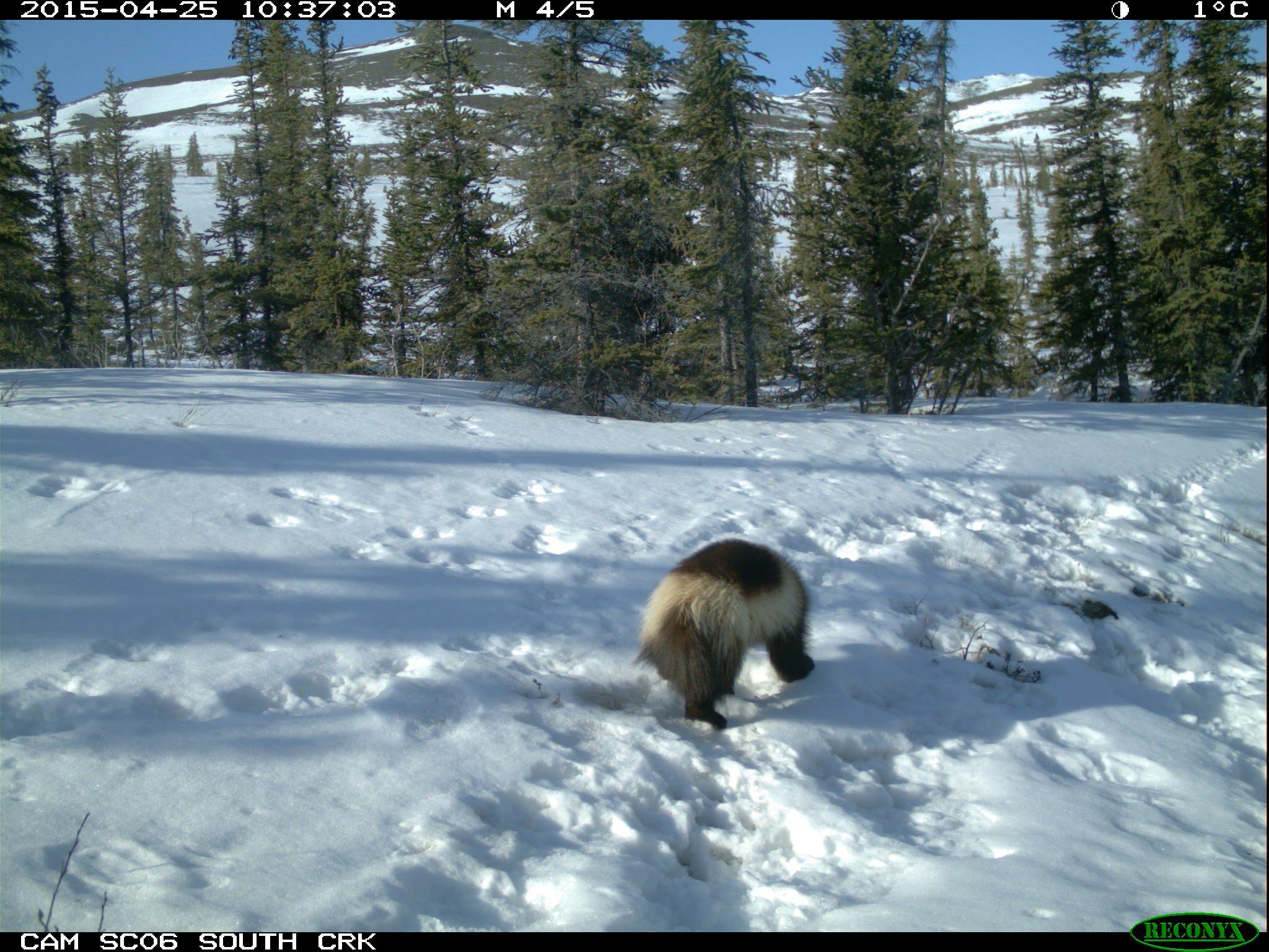 Wolverine Animal Wallpapers - Top Free Wolverine Animal Backgrounds ...