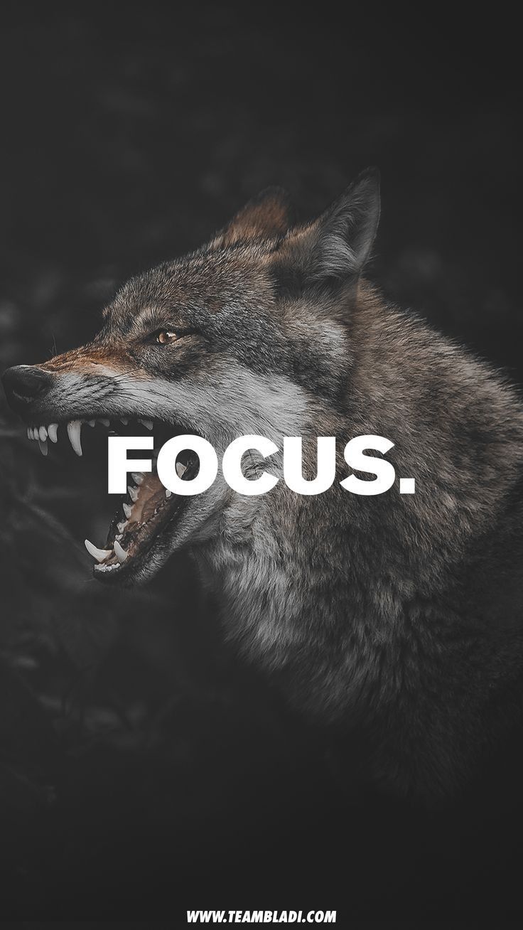 Wolf Motivation Wallpapers - Top Free Wolf Motivation Backgrounds ...