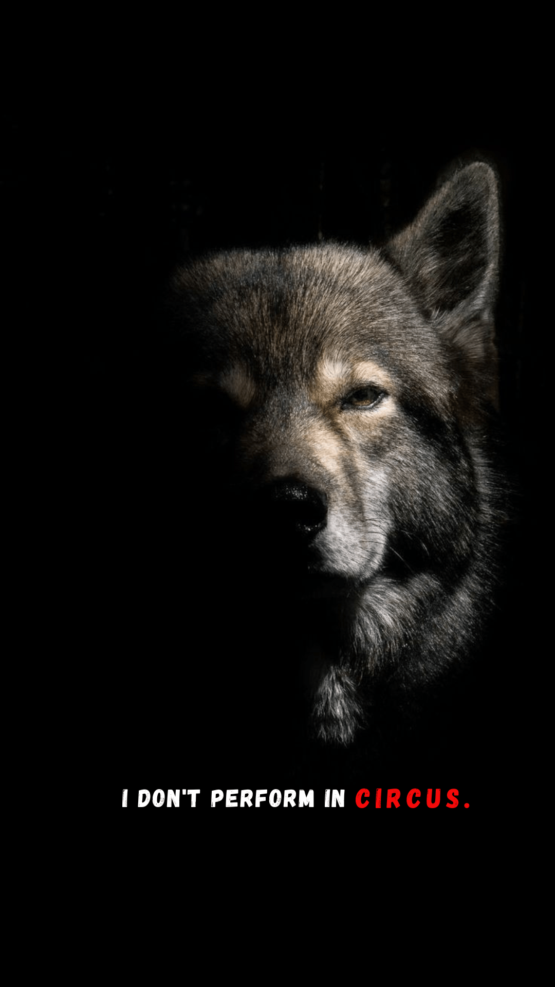 Wolf Motivation Wallpapers - Top Free Wolf Motivation Backgrounds ...