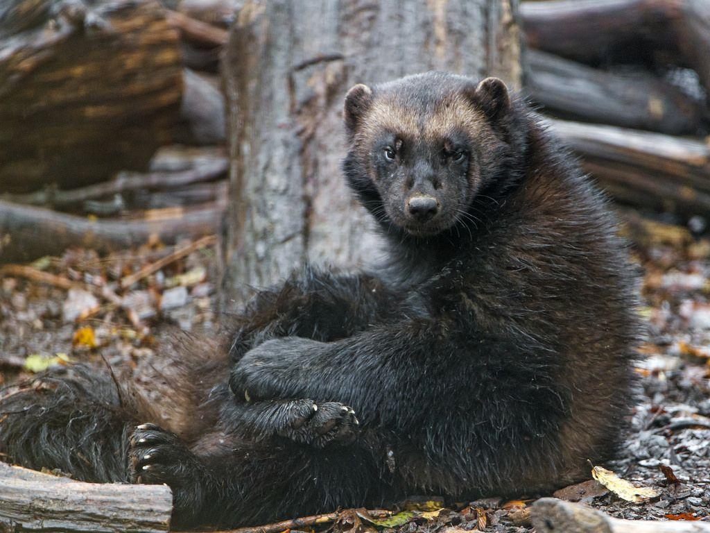 Wolverine Animal Wallpapers - Top Free Wolverine Animal Backgrounds ...