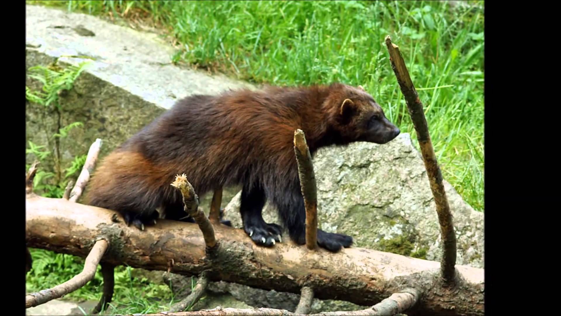Wolverine Animal Wallpapers - Top Free Wolverine Animal Backgrounds ...