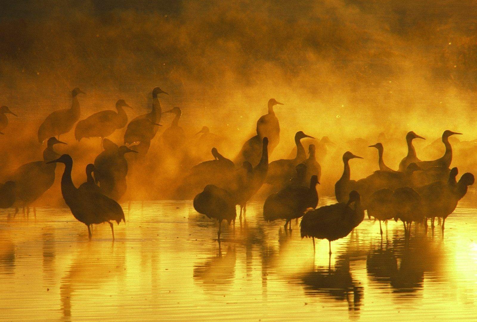 Japanese Crane Birds Wallpapers - Top Free Japanese Crane Birds ...