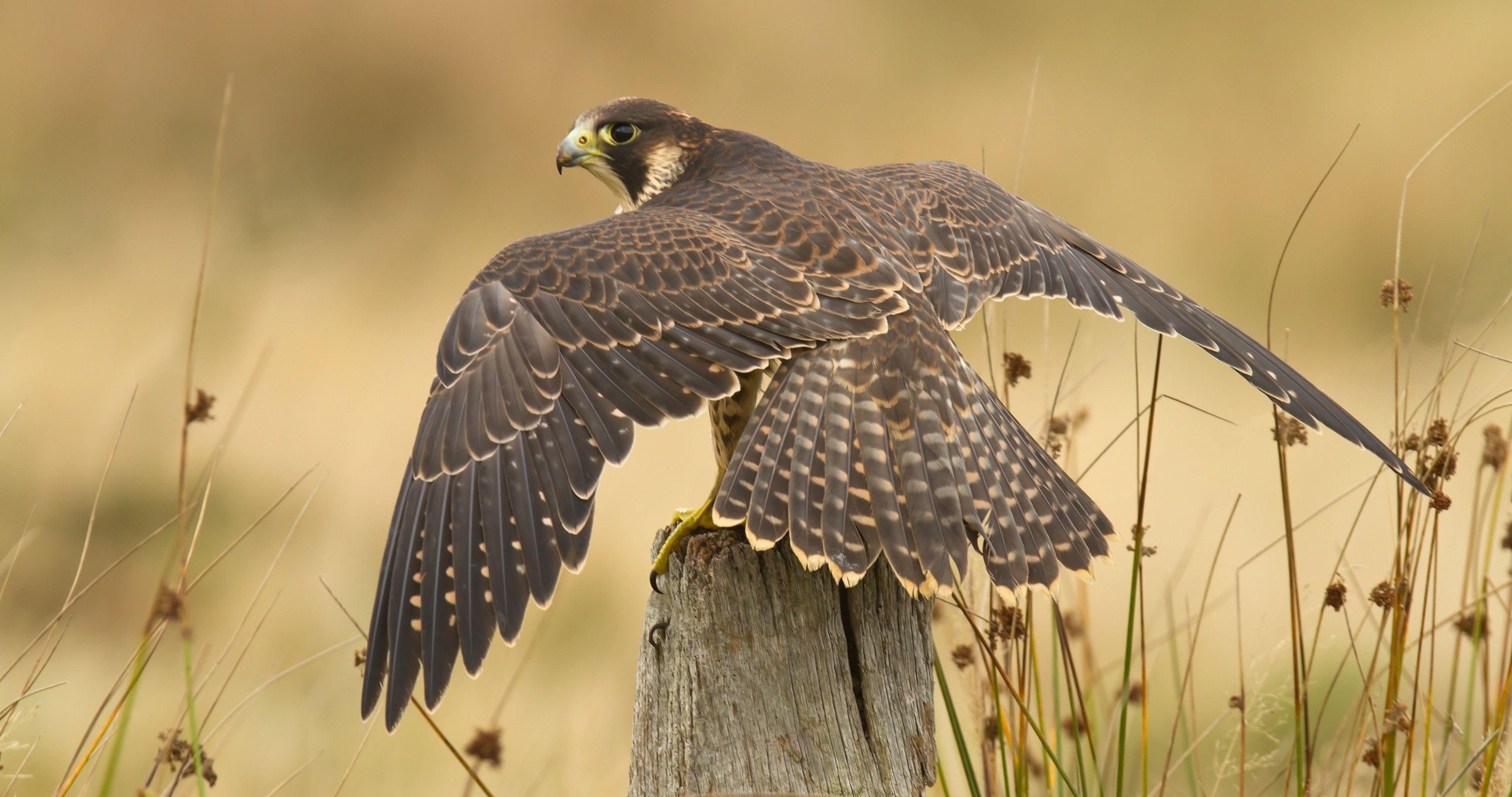 Falcon Wallpapers - Top Free Falcon Backgrounds - WallpaperAccess