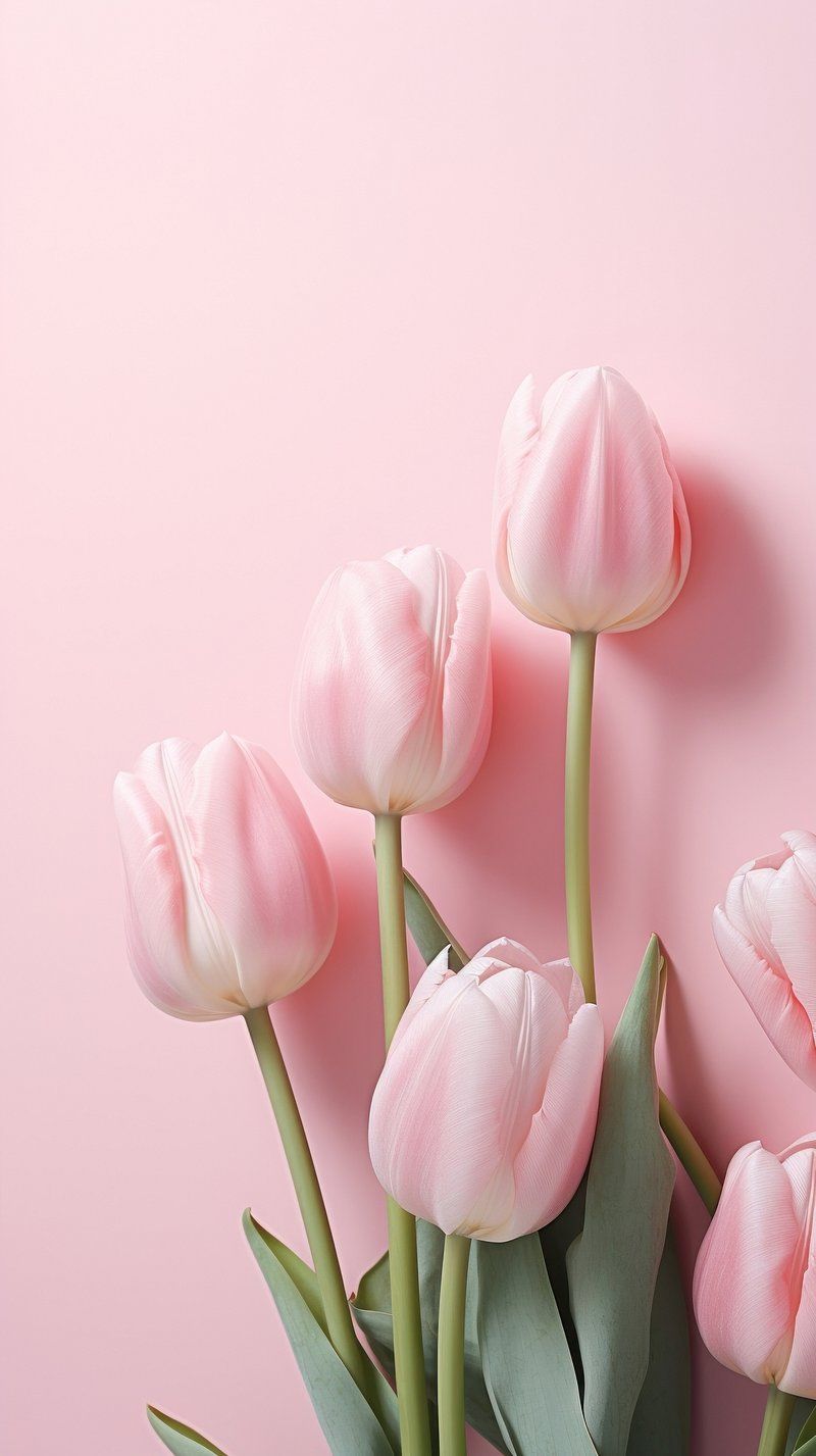 Tulips 4k Wallpapers - Top Free Tulips 4k Backgrounds - WallpaperAccess