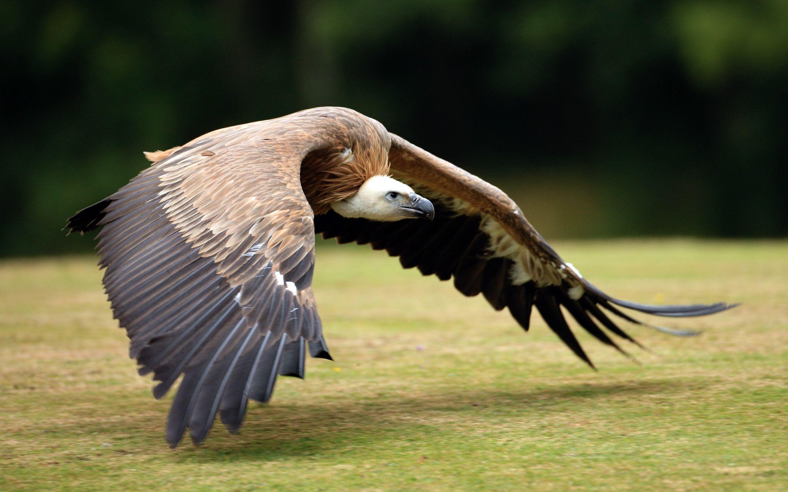 Vulture Wallpapers - Top Free Vulture Backgrounds - WallpaperAccess