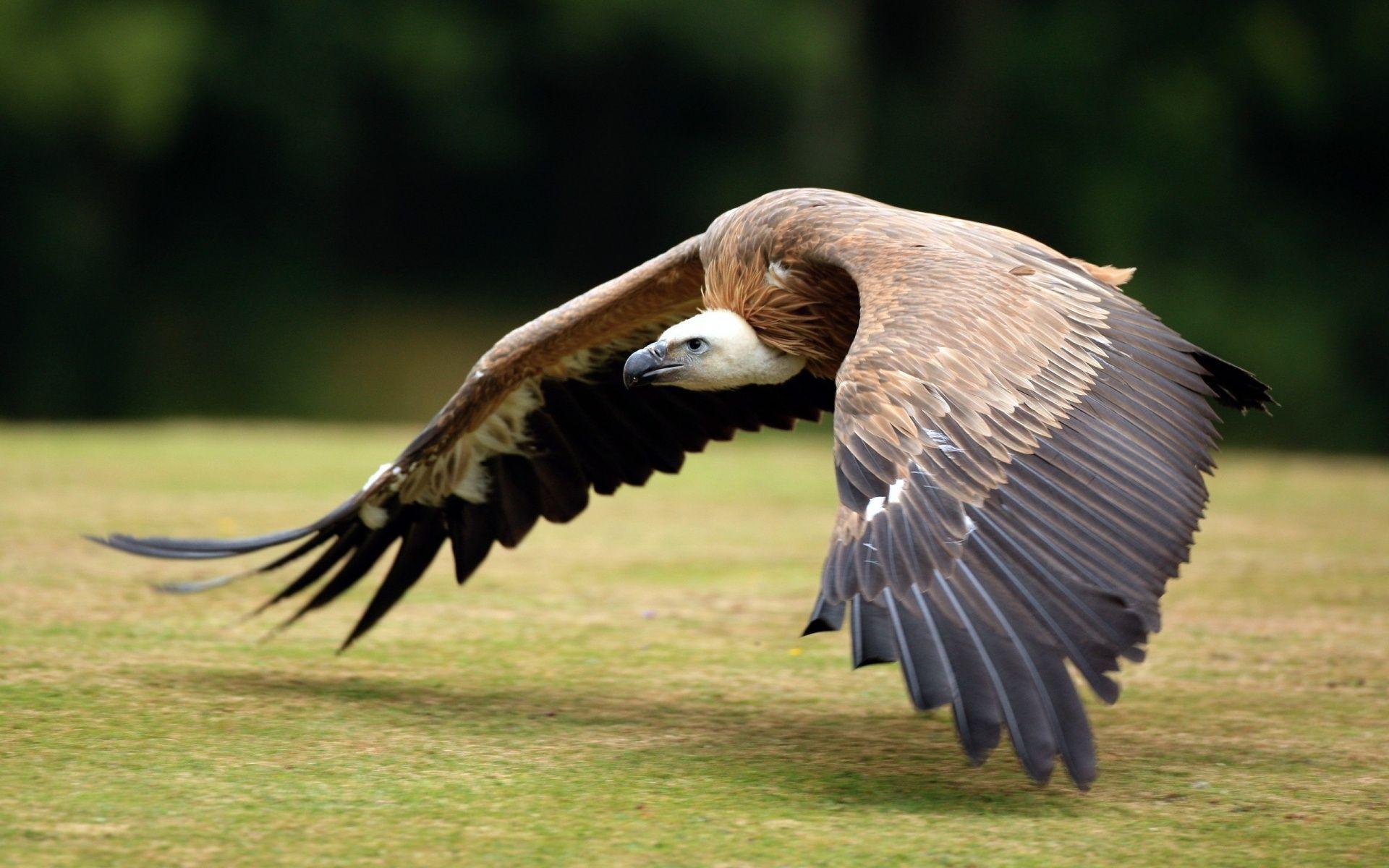 Vulture Wallpapers - Top Free Vulture Backgrounds - WallpaperAccess