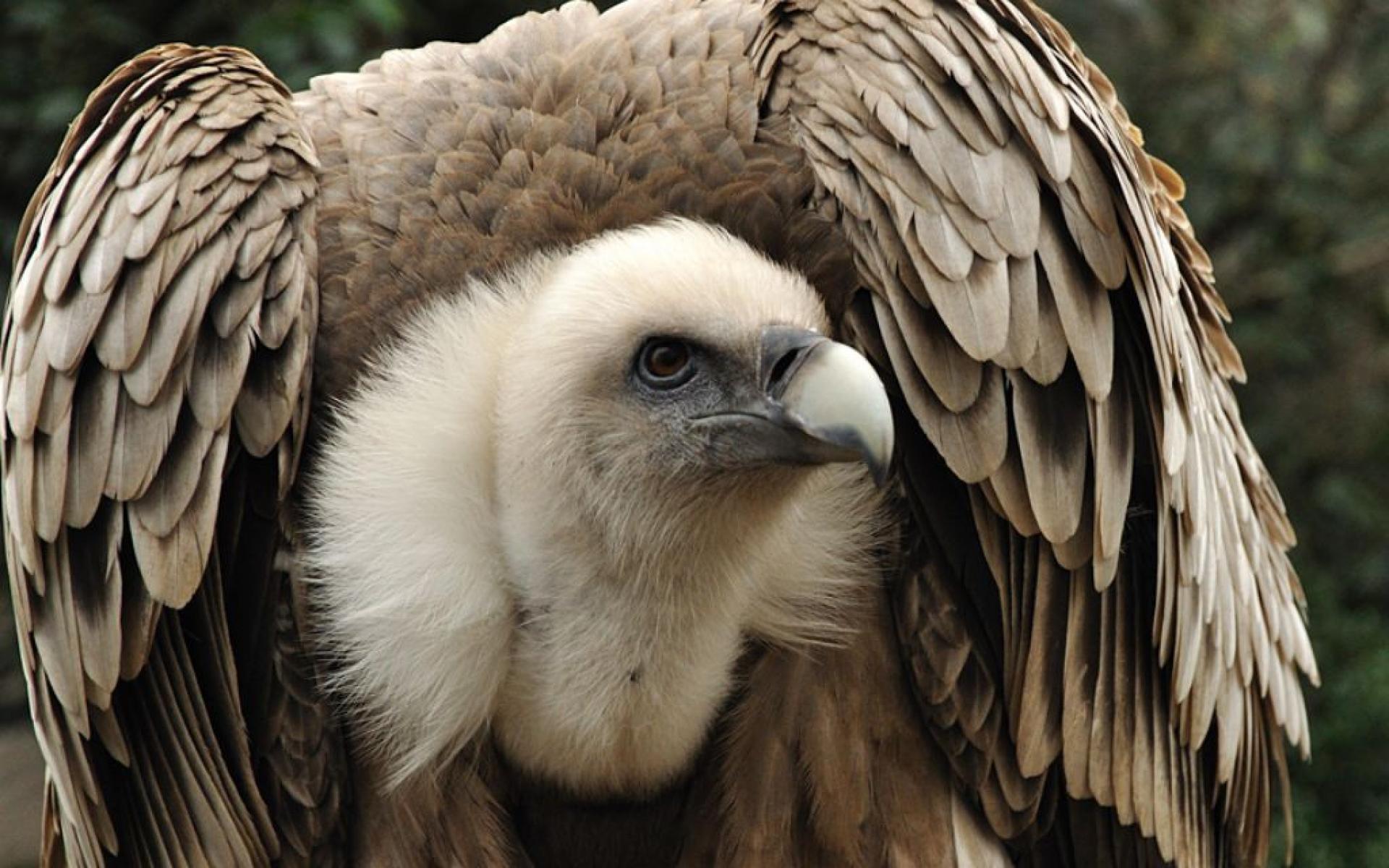 Vulture Wallpapers - Top Free Vulture Backgrounds - WallpaperAccess