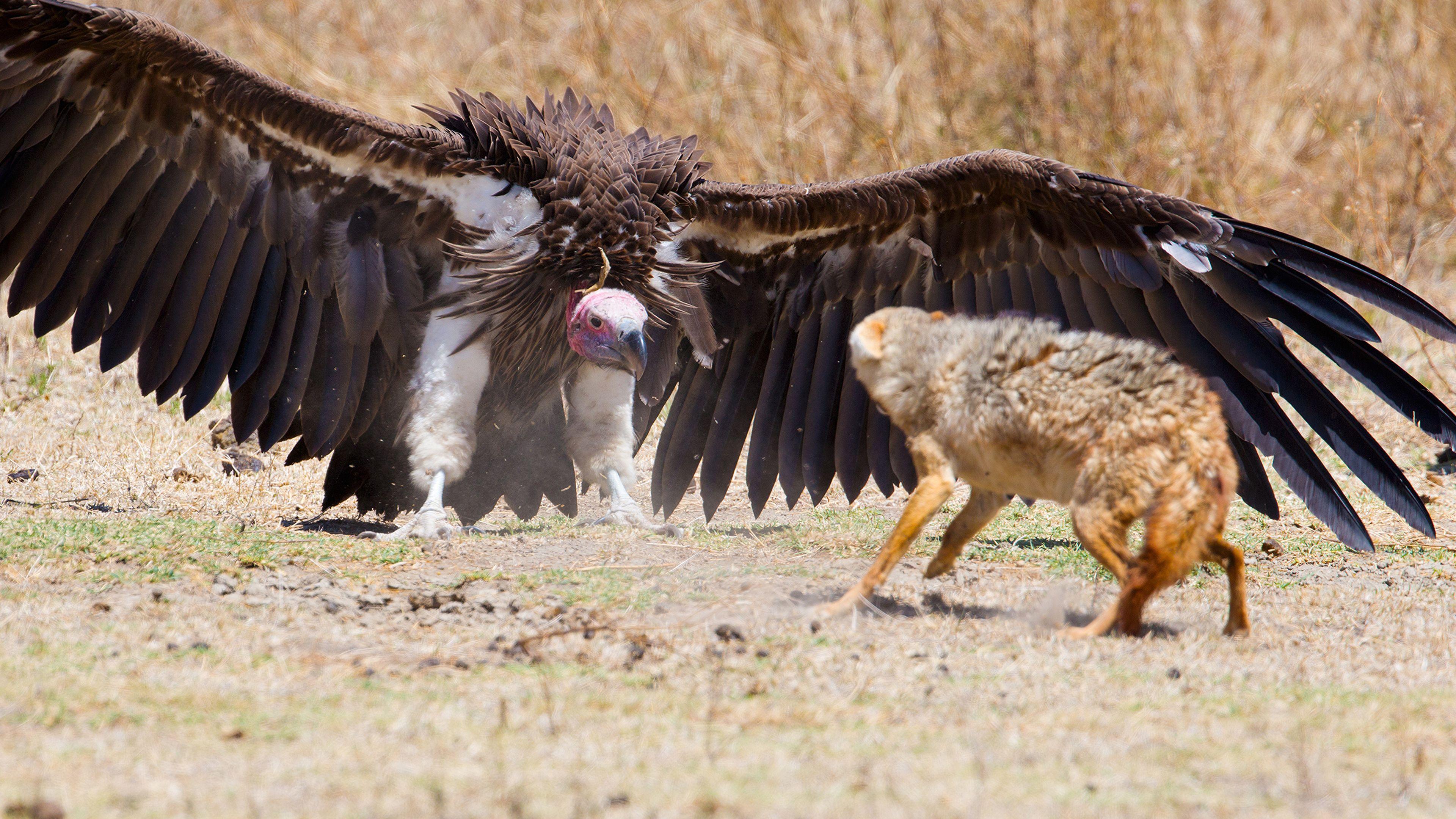 Vulture Wallpapers - Top Free Vulture Backgrounds - WallpaperAccess