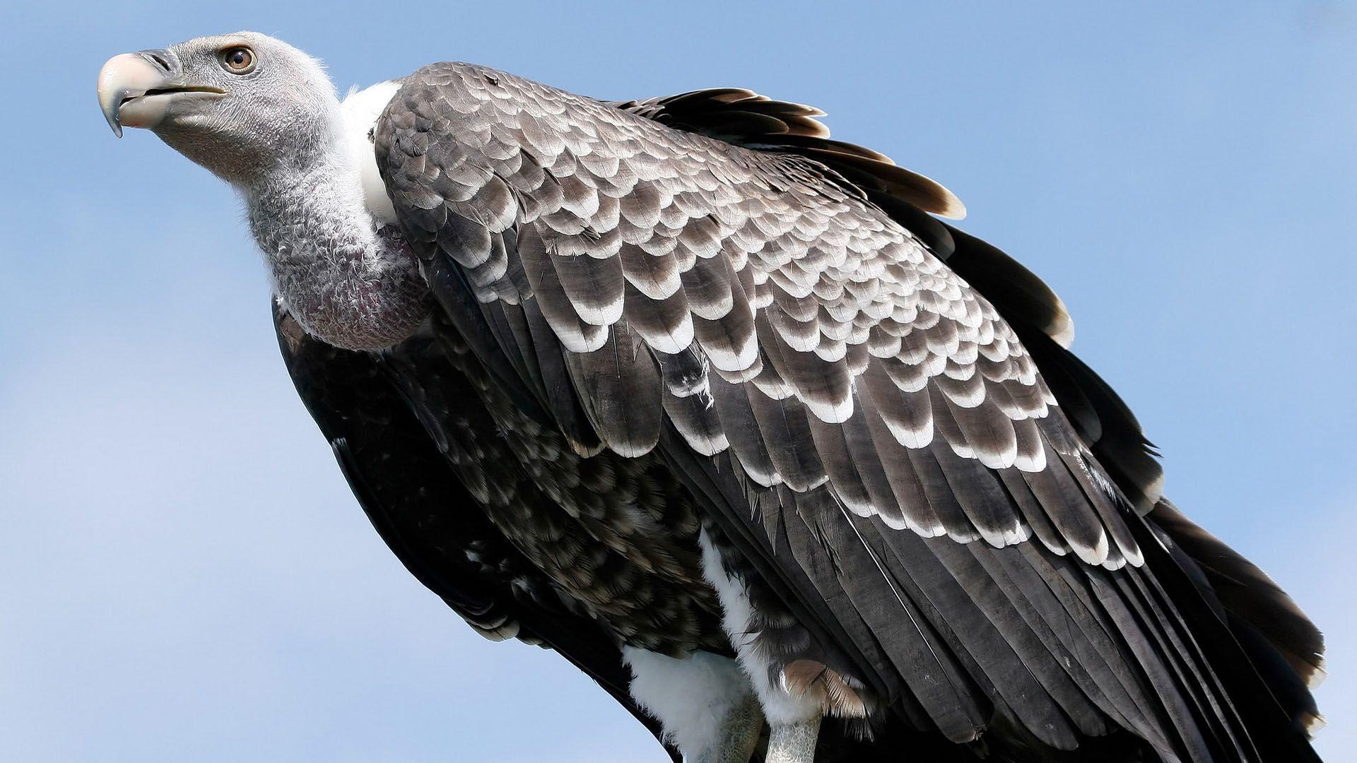 Vulture Wallpapers - Top Free Vulture Backgrounds - WallpaperAccess
