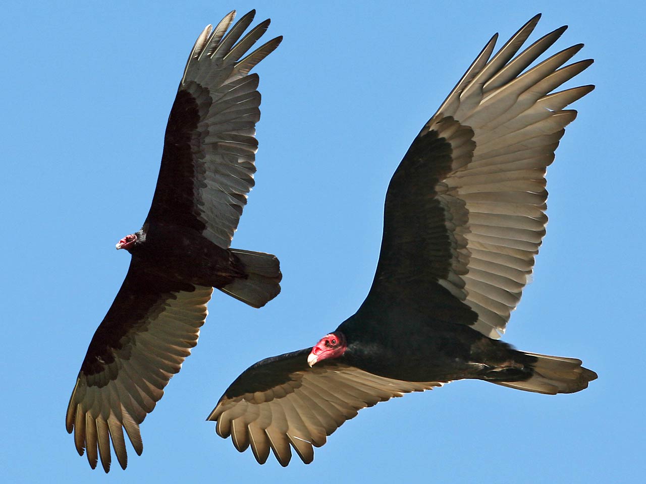 Vulture Wallpapers - Top Free Vulture Backgrounds - WallpaperAccess