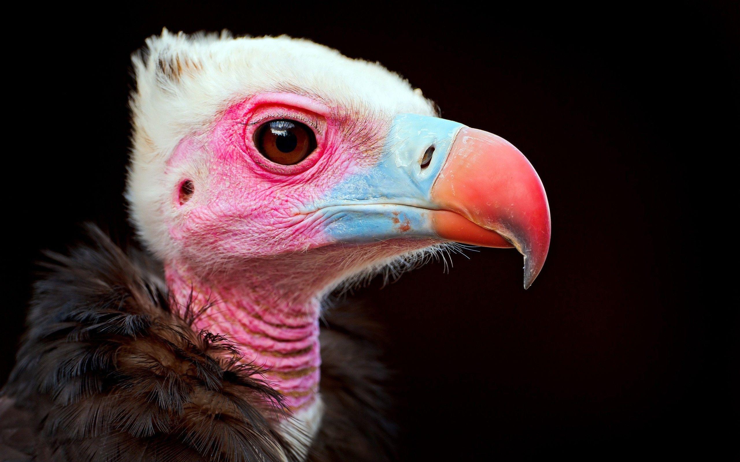 Vulture Wallpapers - Top Free Vulture Backgrounds - WallpaperAccess