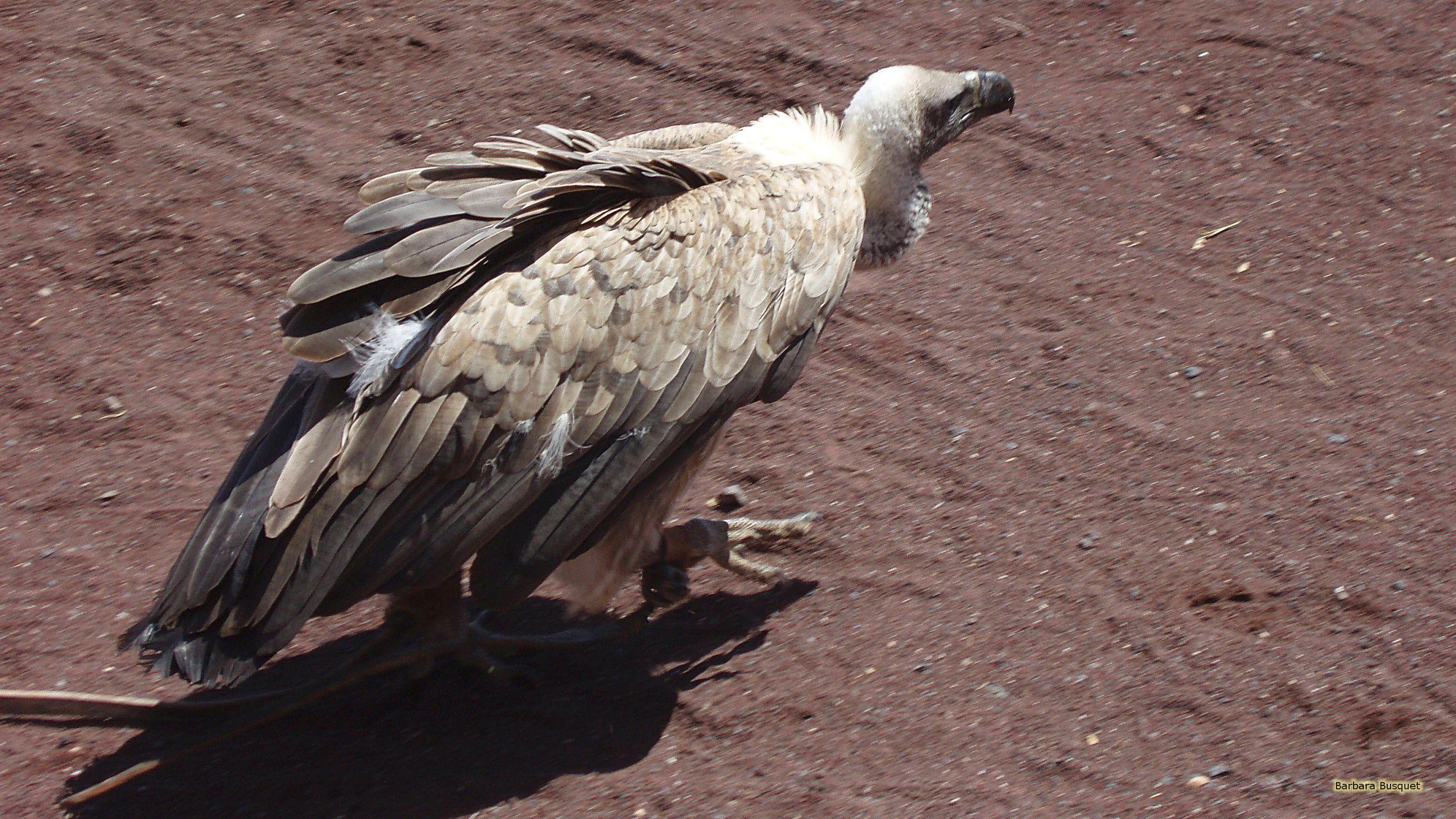 Vulture Wallpapers - Top Free Vulture Backgrounds - WallpaperAccess