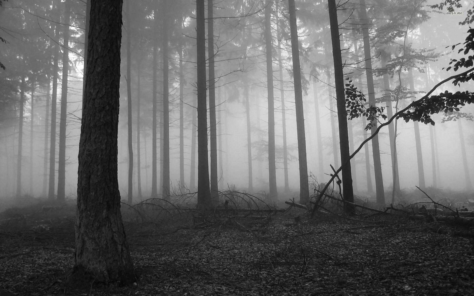 Creepy Forest Wallpapers - Top Free Creepy Forest Backgrounds ...