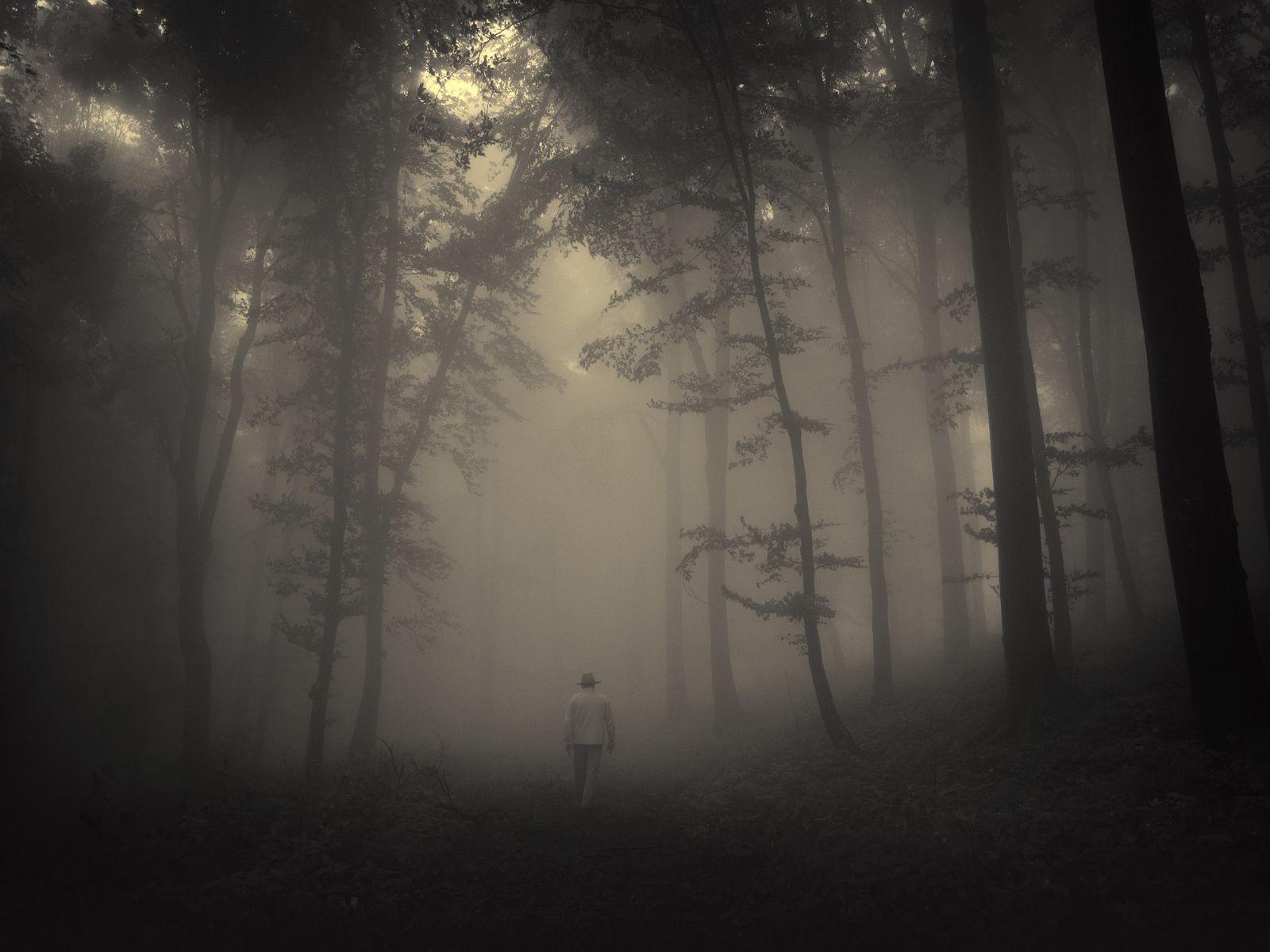 Creepy Forest Wallpapers - Top Free Creepy Forest Backgrounds ...