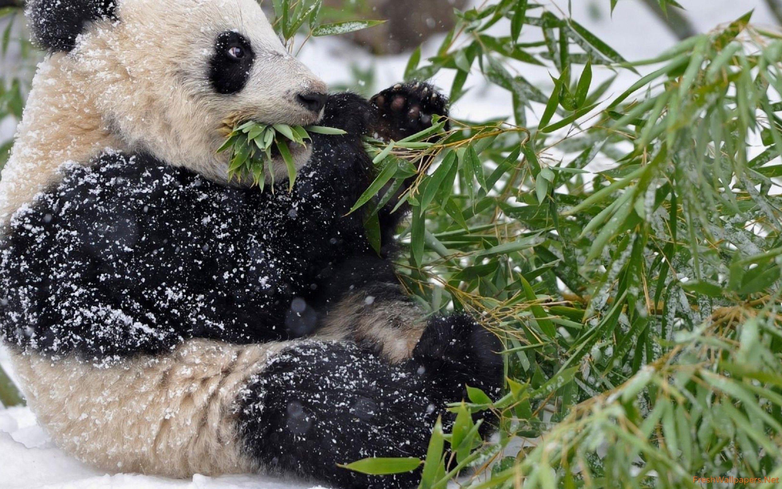 Giant Panda Wallpapers - Top Free Giant Panda Backgrounds - WallpaperAccess
