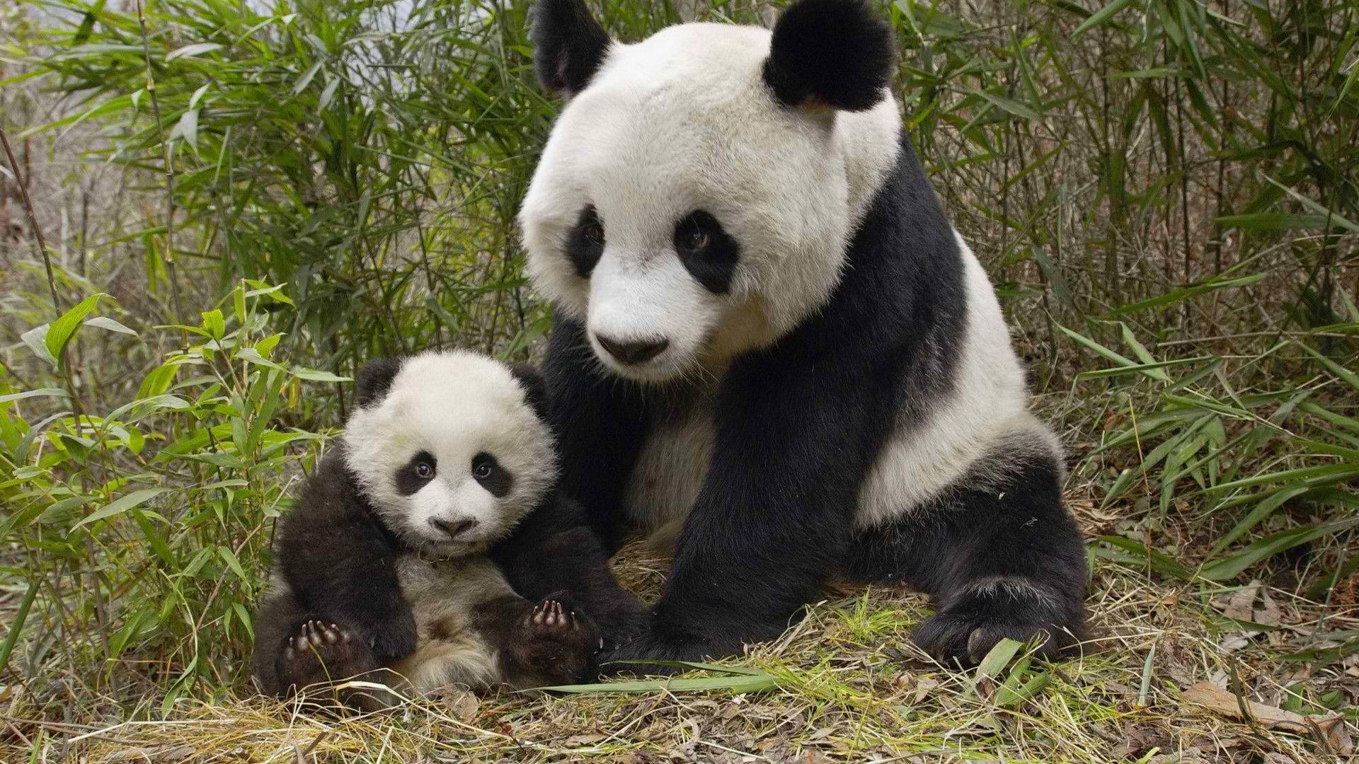 Panda iPad Wallpapers - Top Free Panda iPad Backgrounds - WallpaperAccess
