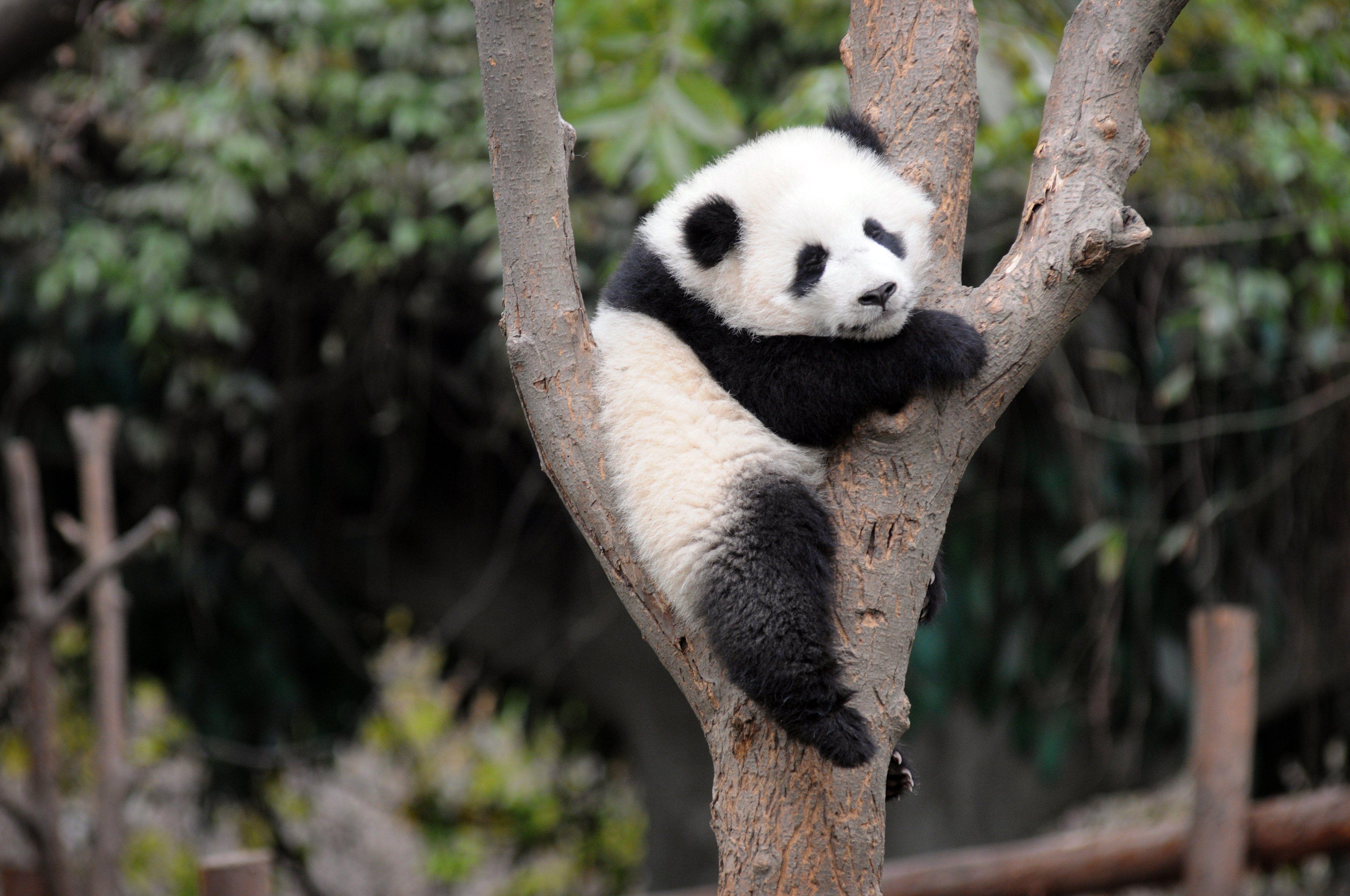 Sleeping Panda Wallpapers - Top Free Sleeping Panda Backgrounds ...