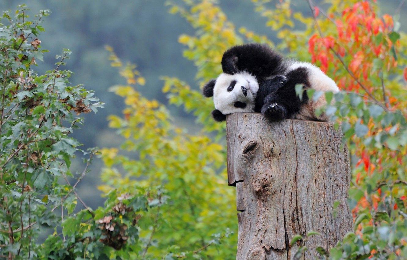 Cute Panda PC Wallpapers - Top Free Cute Panda PC Backgrounds ...