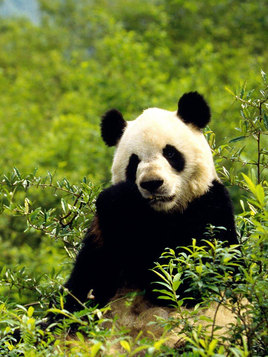 Giant Panda Wallpapers - Top Free Giant Panda Backgrounds - WallpaperAccess