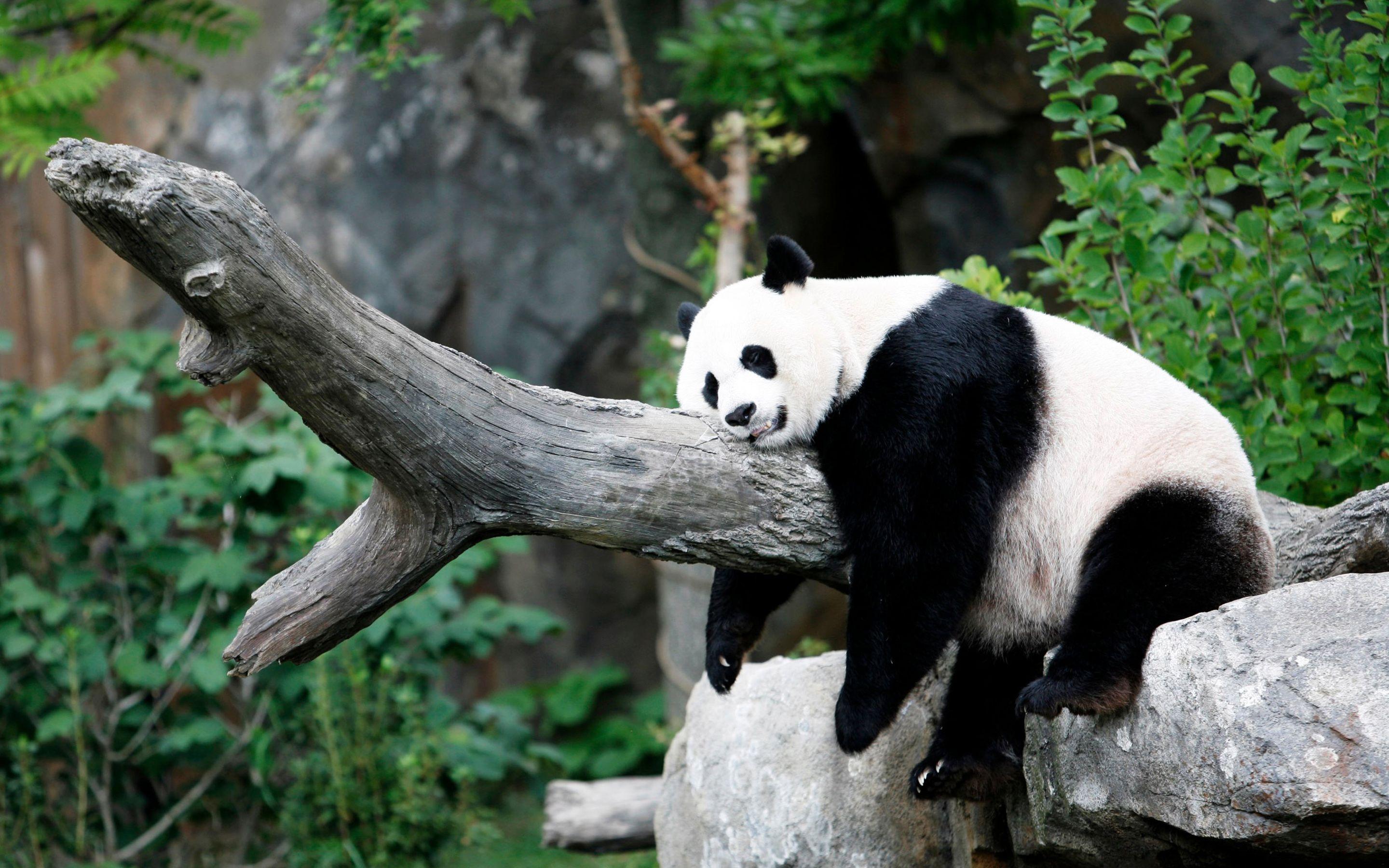 Giant Panda Wallpapers - Top Free Giant Panda Backgrounds - WallpaperAccess