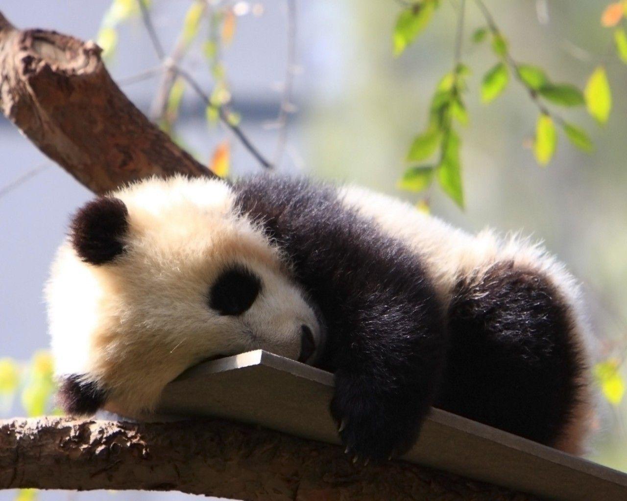Sleeping Panda Wallpapers - Top Free Sleeping Panda Backgrounds - WallpaperAccess