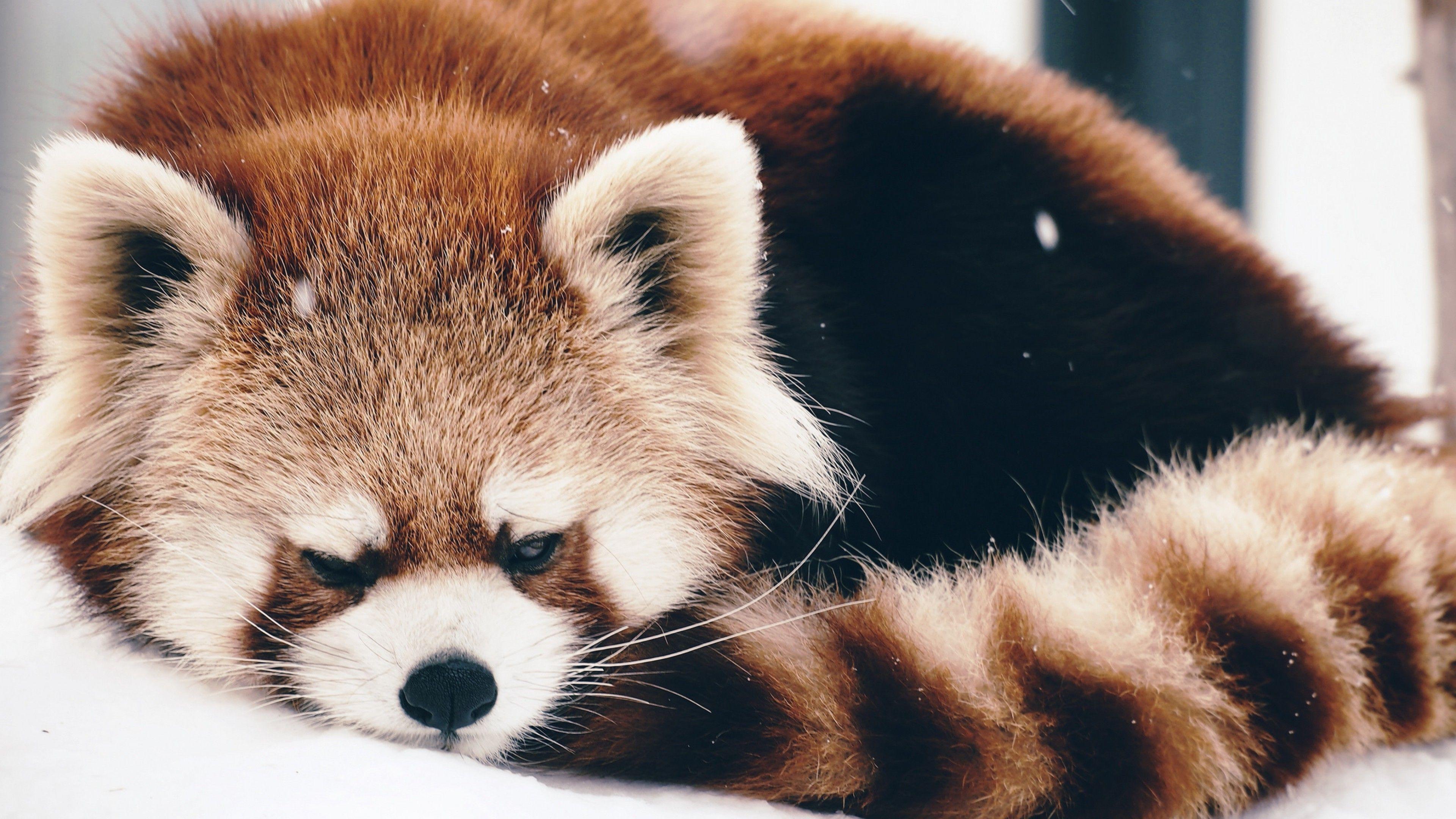 Red Panda Wallpapers - Top Free Red Panda Backgrounds - WallpaperAccess