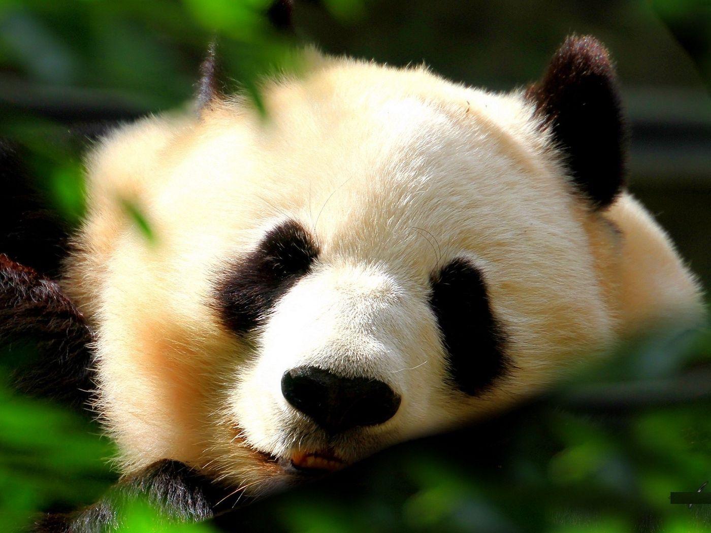 Sleeping Panda Wallpapers - Top Free Sleeping Panda Backgrounds ...