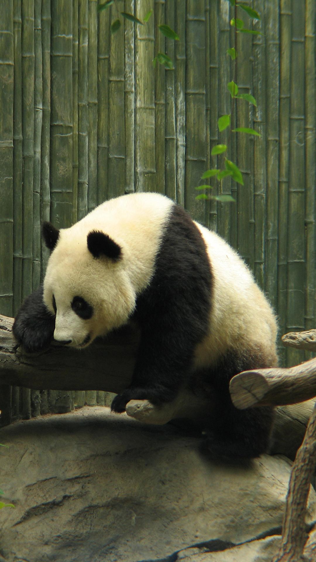 Giant Panda Wallpapers - Top Free Giant Panda Backgrounds - WallpaperAccess