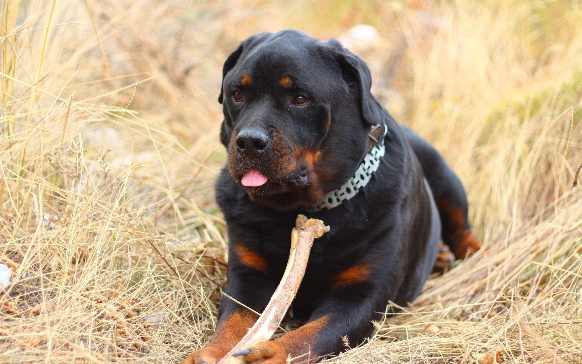 HD Rottweiler Wallpapers - Top Free HD Rottweiler Backgrounds ...