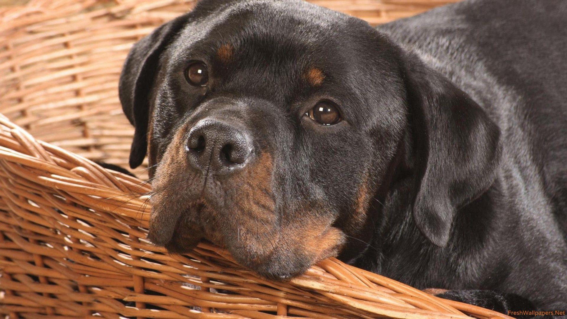 Rottweiler Wallpapers - Top Free Rottweiler Backgrounds - WallpaperAccess