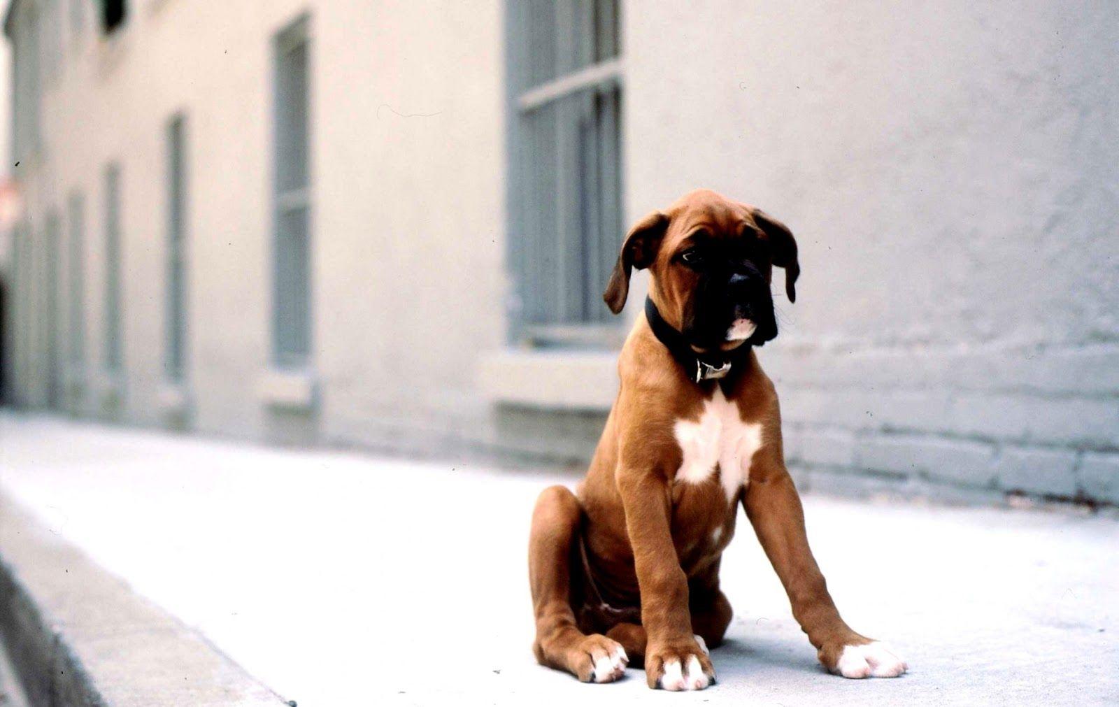 Boxer Wallpapers - Top Free Boxer Backgrounds - WallpaperAccess